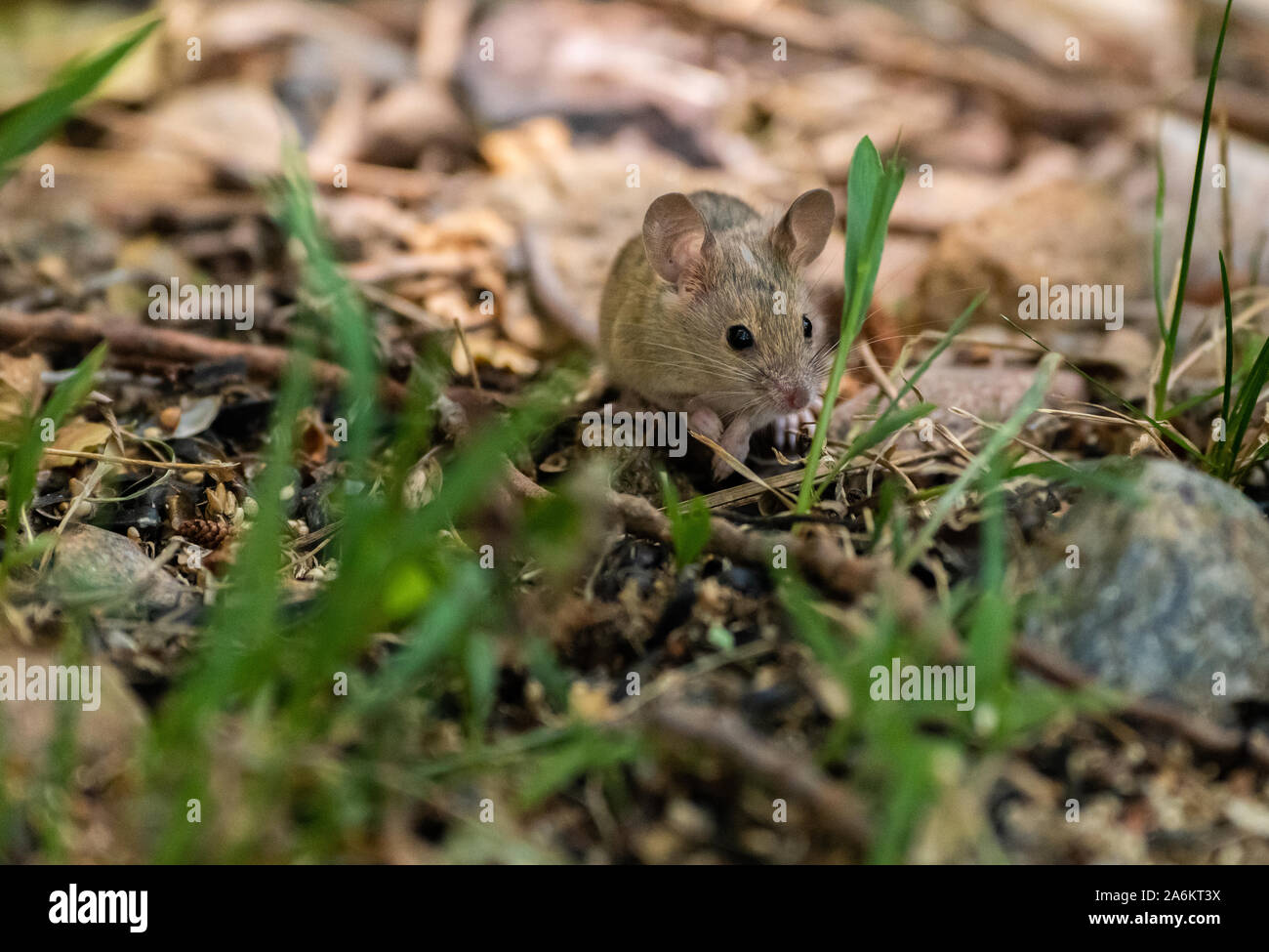 A Common House Mouse Foraging for Food Stock Photo - Alamy
