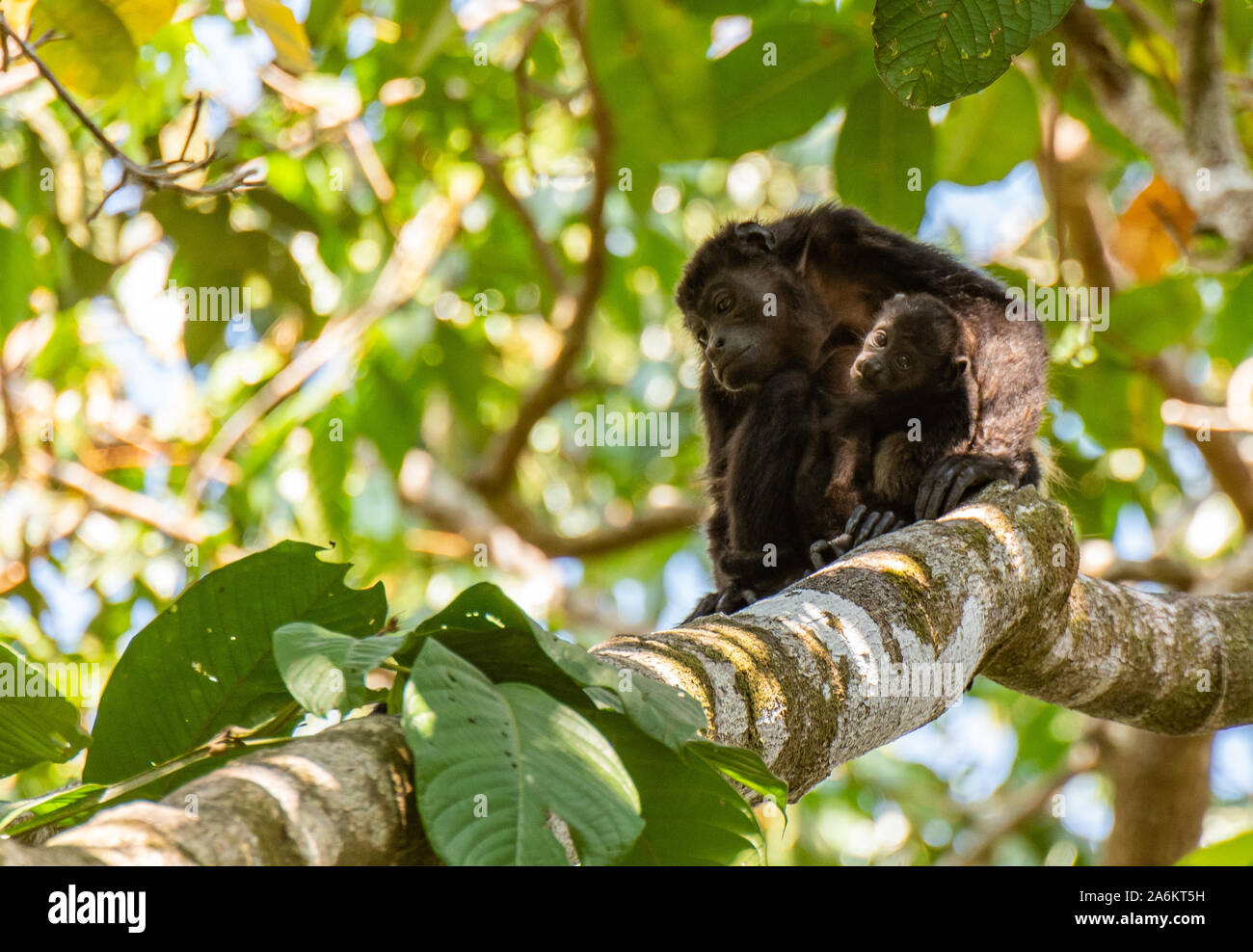 Howler monkey hi-res stock photography and images - Alamy