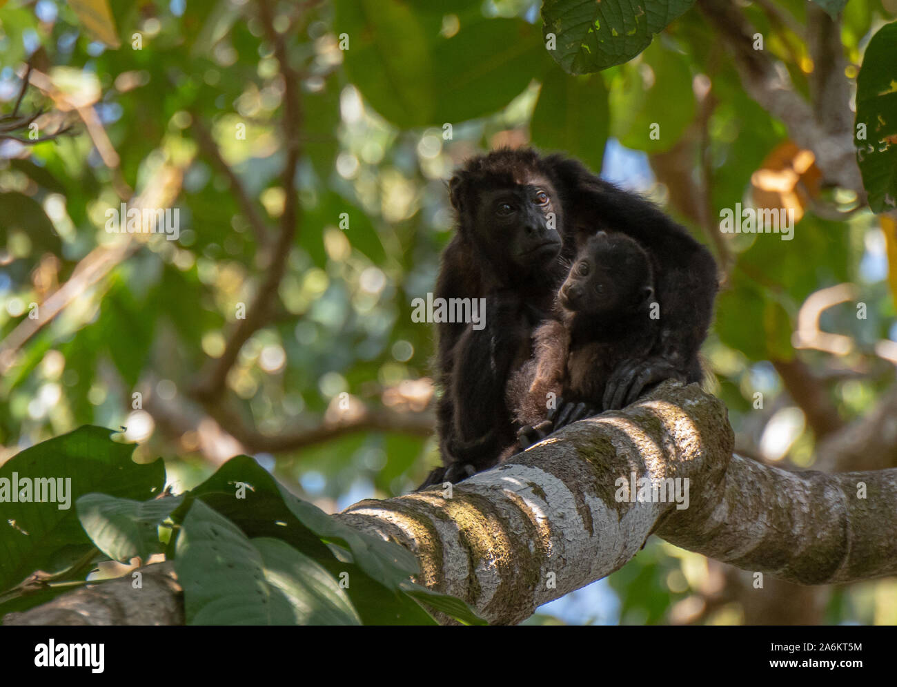 A Howler Monkey Mother and Her Adorable Baby Stock Photo - Alamy