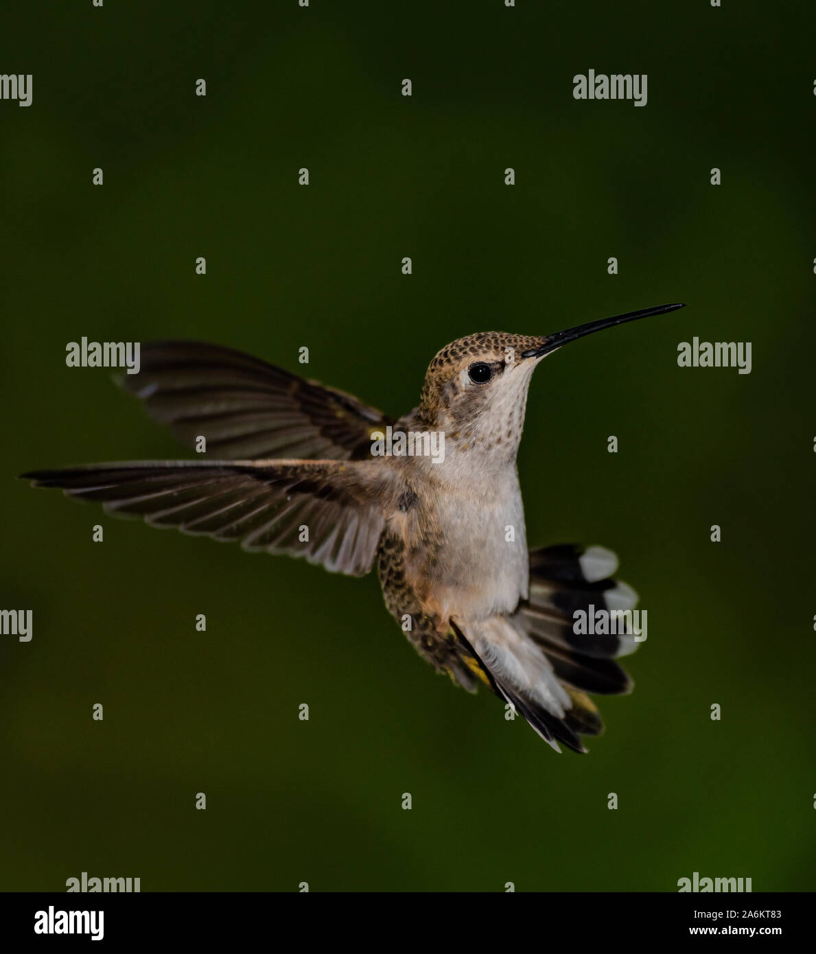 Broad tailed hummingbird hi-res stock photography and images - Alamy