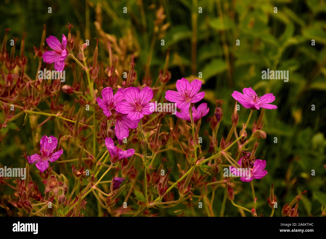 Purple Wild Geranium Stock Photo - Alamy
