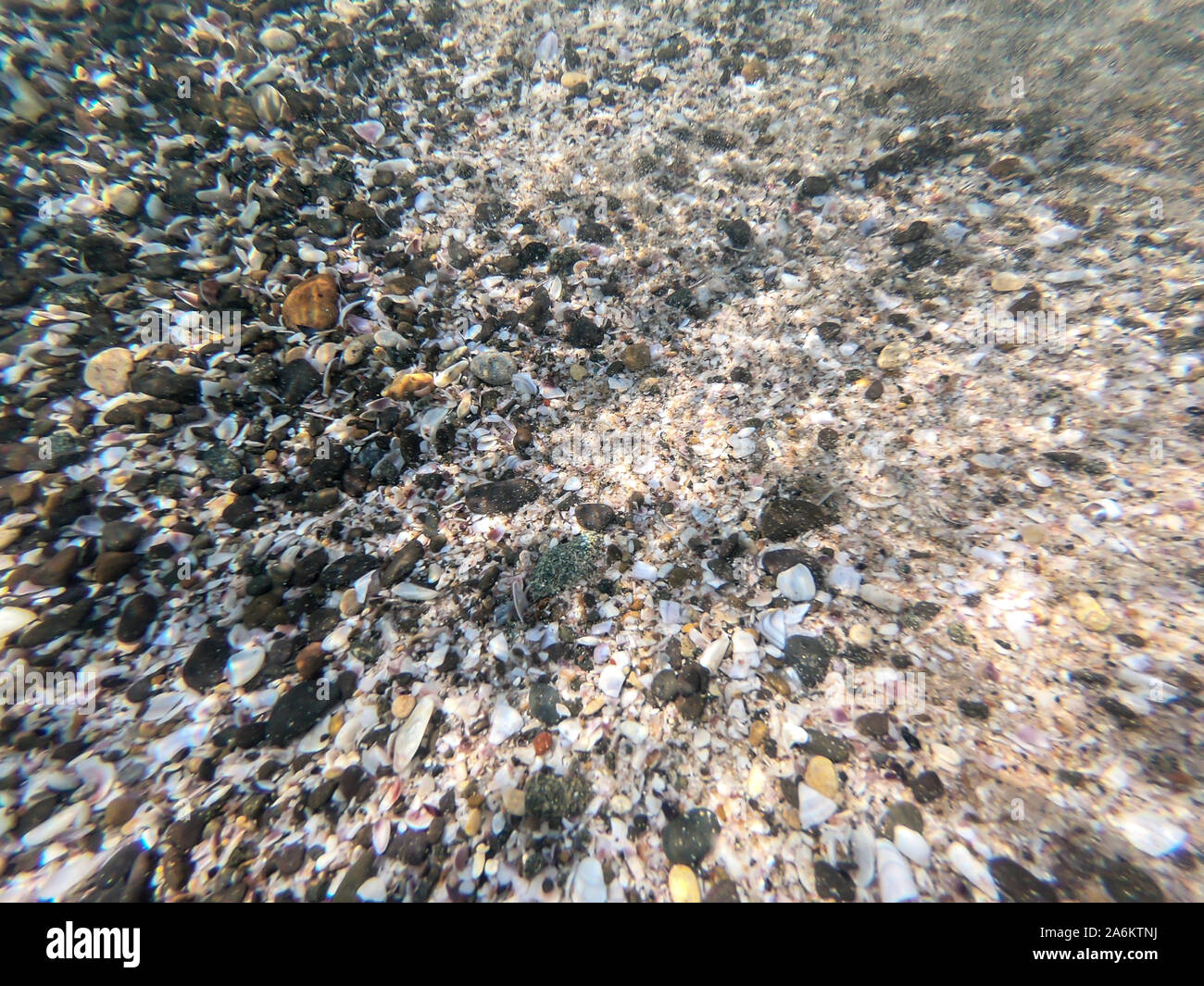 Colorful shells under water hi-res stock photography and images - Alamy
