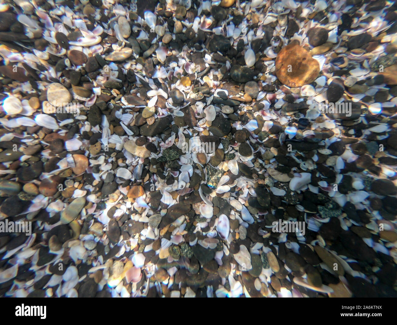 Under water view of colorful seashells and pebbles in the sea Stock ...