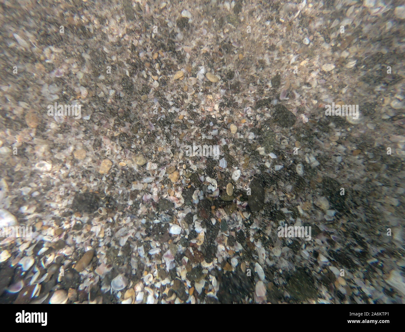 Under water view of colorful seashells and pebbles in the sea Stock ...