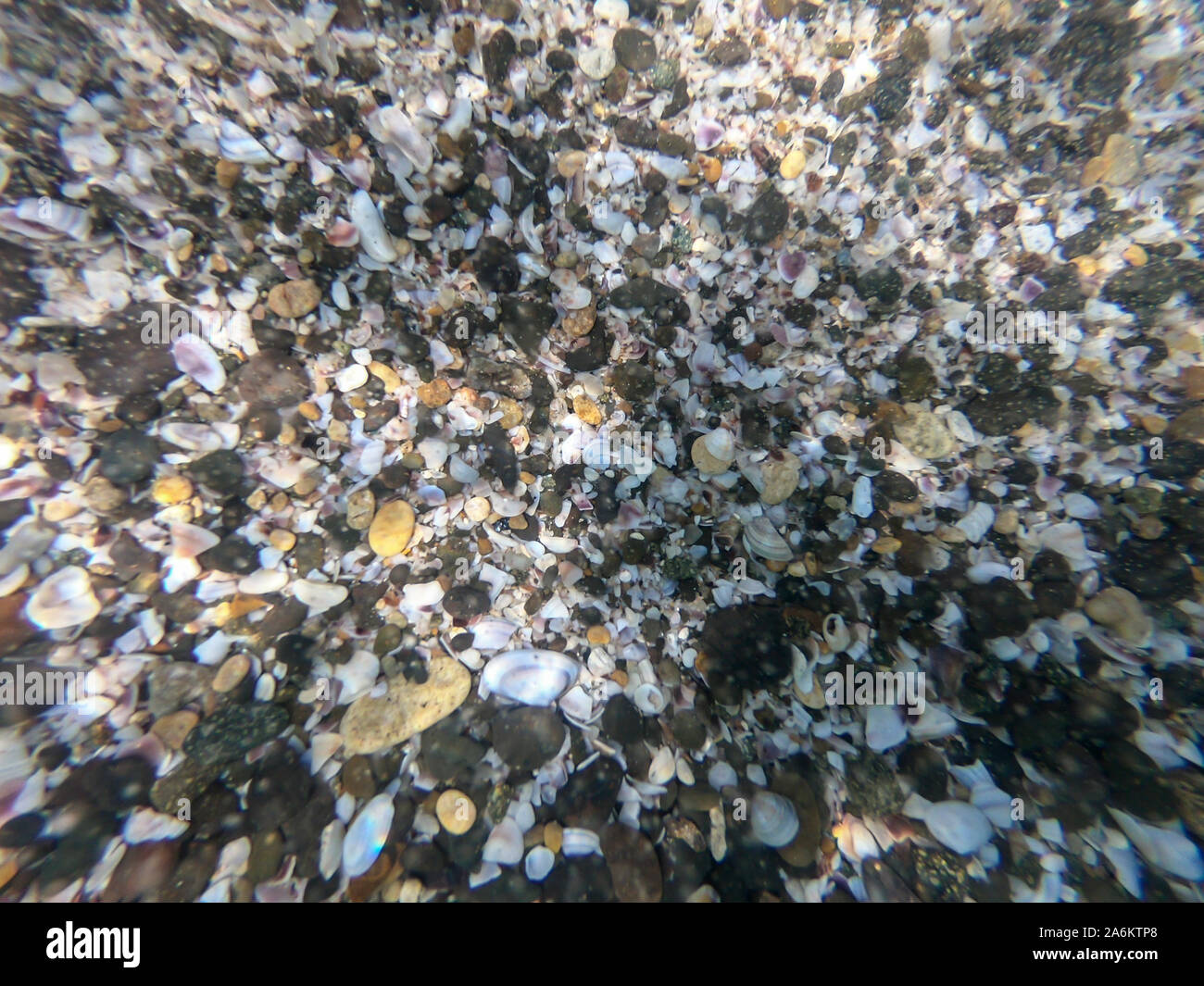 Colorful shells under water hi-res stock photography and images - Alamy