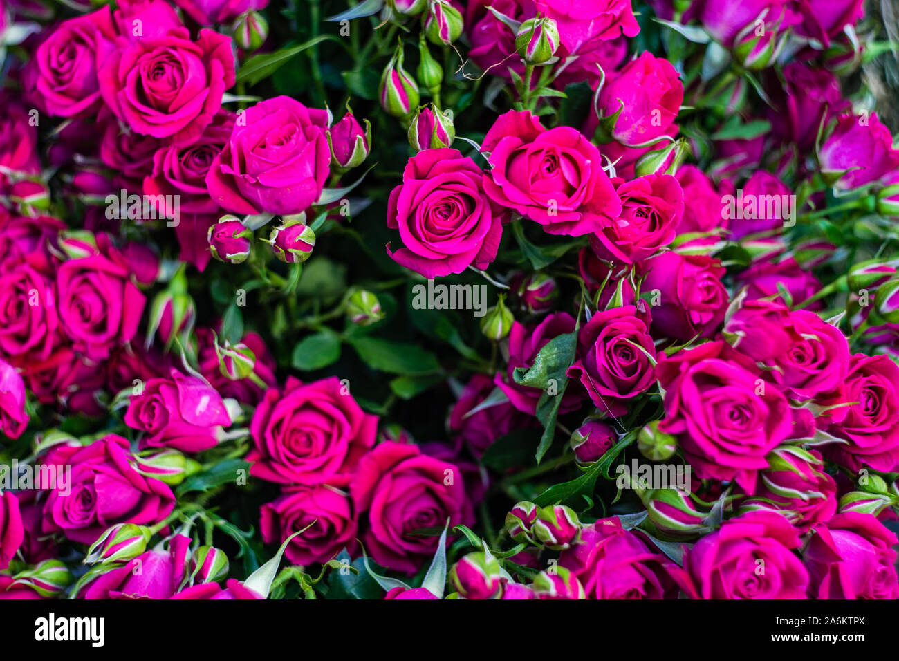 Purple roses with water drops as a natural background Stock Photo - Alamy