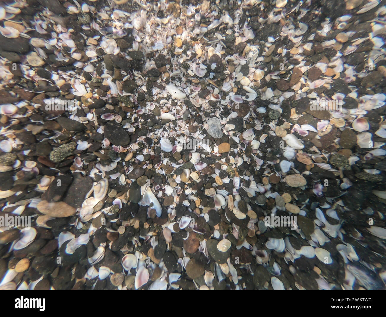 Under water view of colorful seashells and pebbles in the sea Stock ...