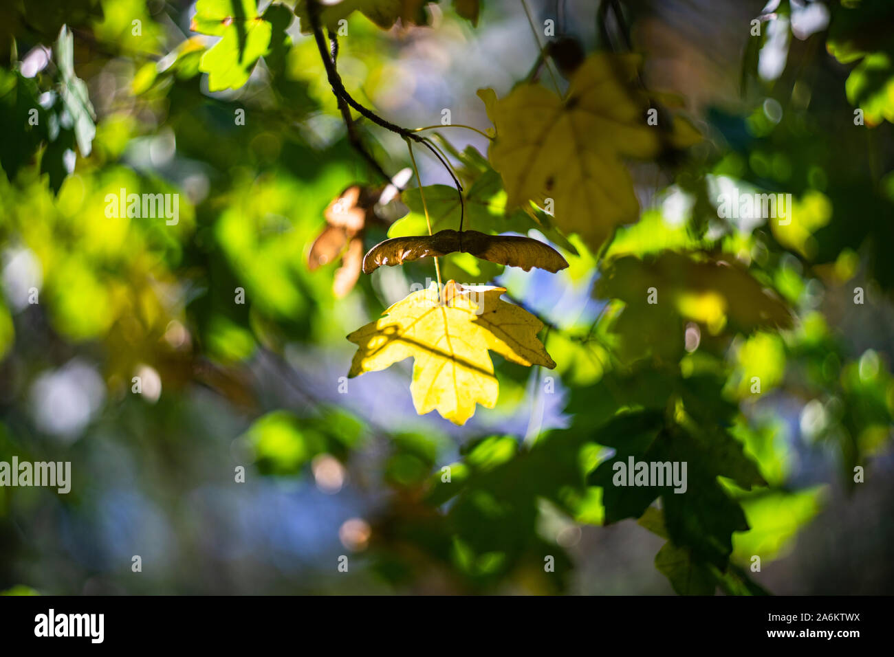 Yellow leaves on a tree as a natural autumnal card concept Stock Photo ...