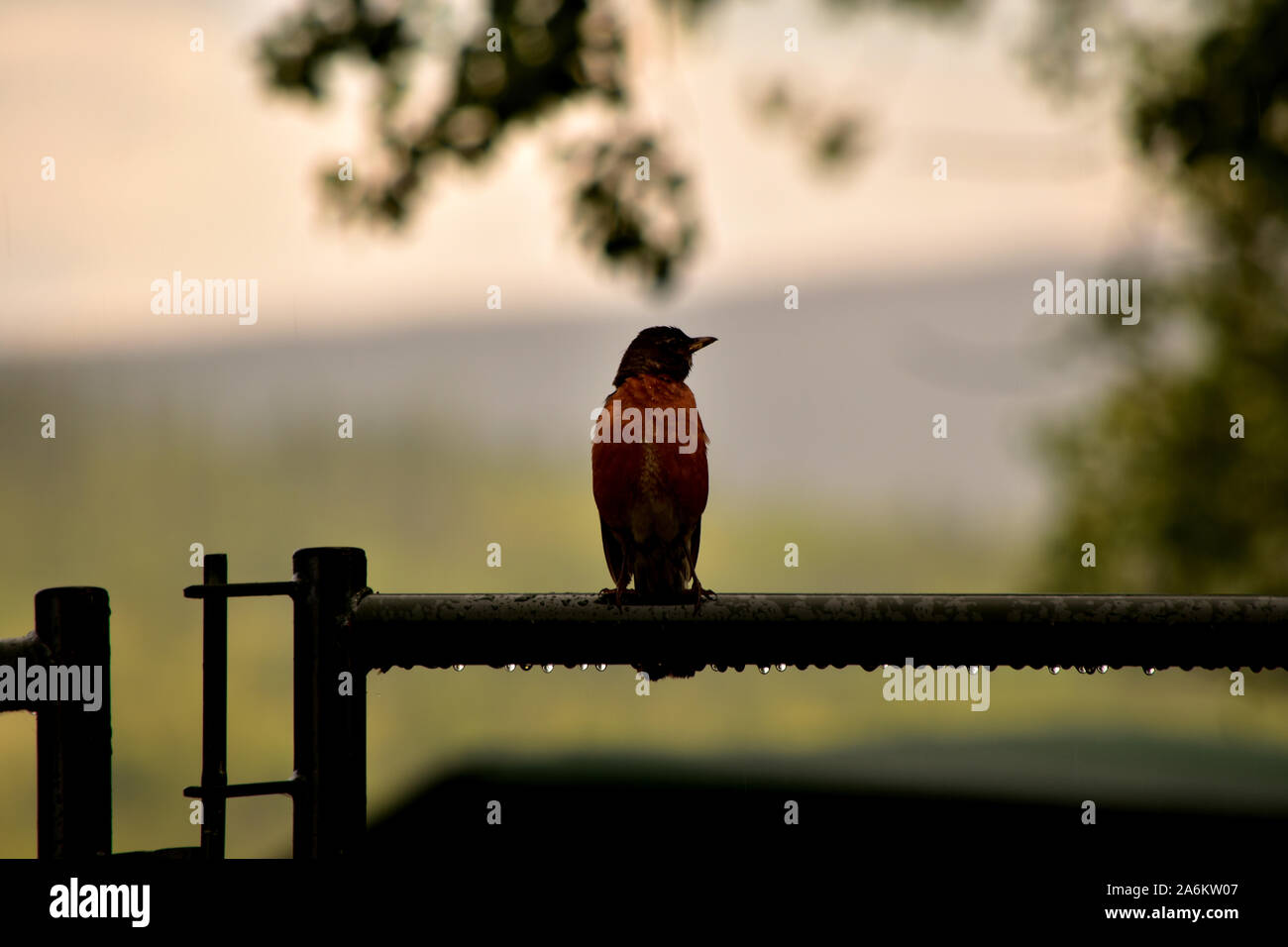A little Robin came to visit Stock Photo - Alamy