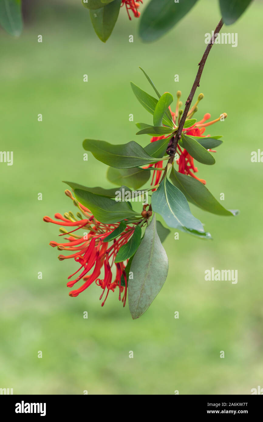 Chilean firetree hi-res stock photography and images - Alamy