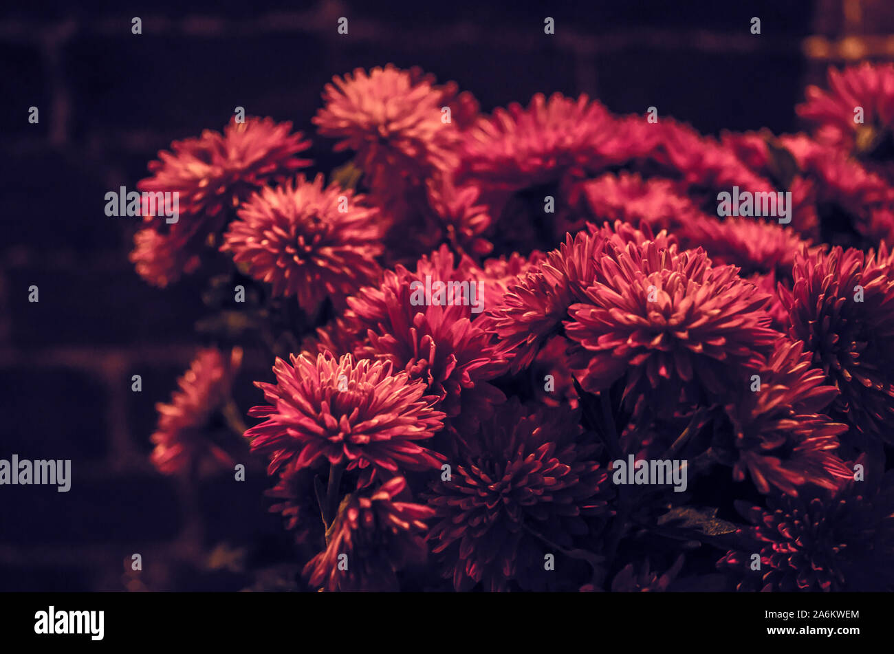 Beautiful red autumn flowers hi-res stock photography and images - Alamy