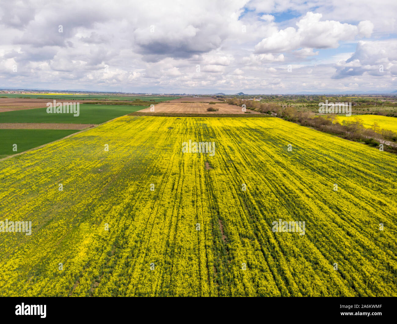 Aerial view of rapeseed field with lines and signs Stock Photo - Alamy