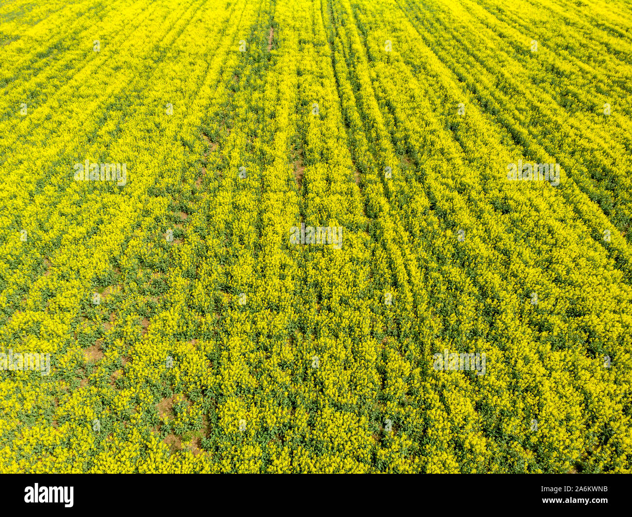 Aerial view of rapeseed field with lines and signs Stock Photo - Alamy
