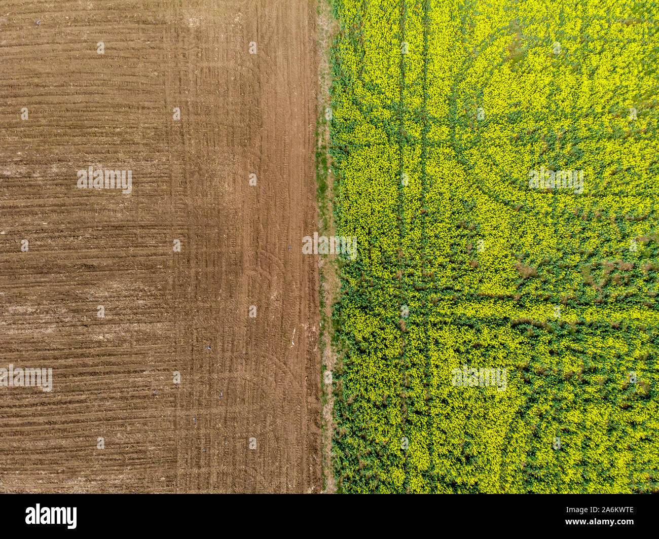 Aerial view of a rapeseed fields bordering an uncultivated land. Border ...