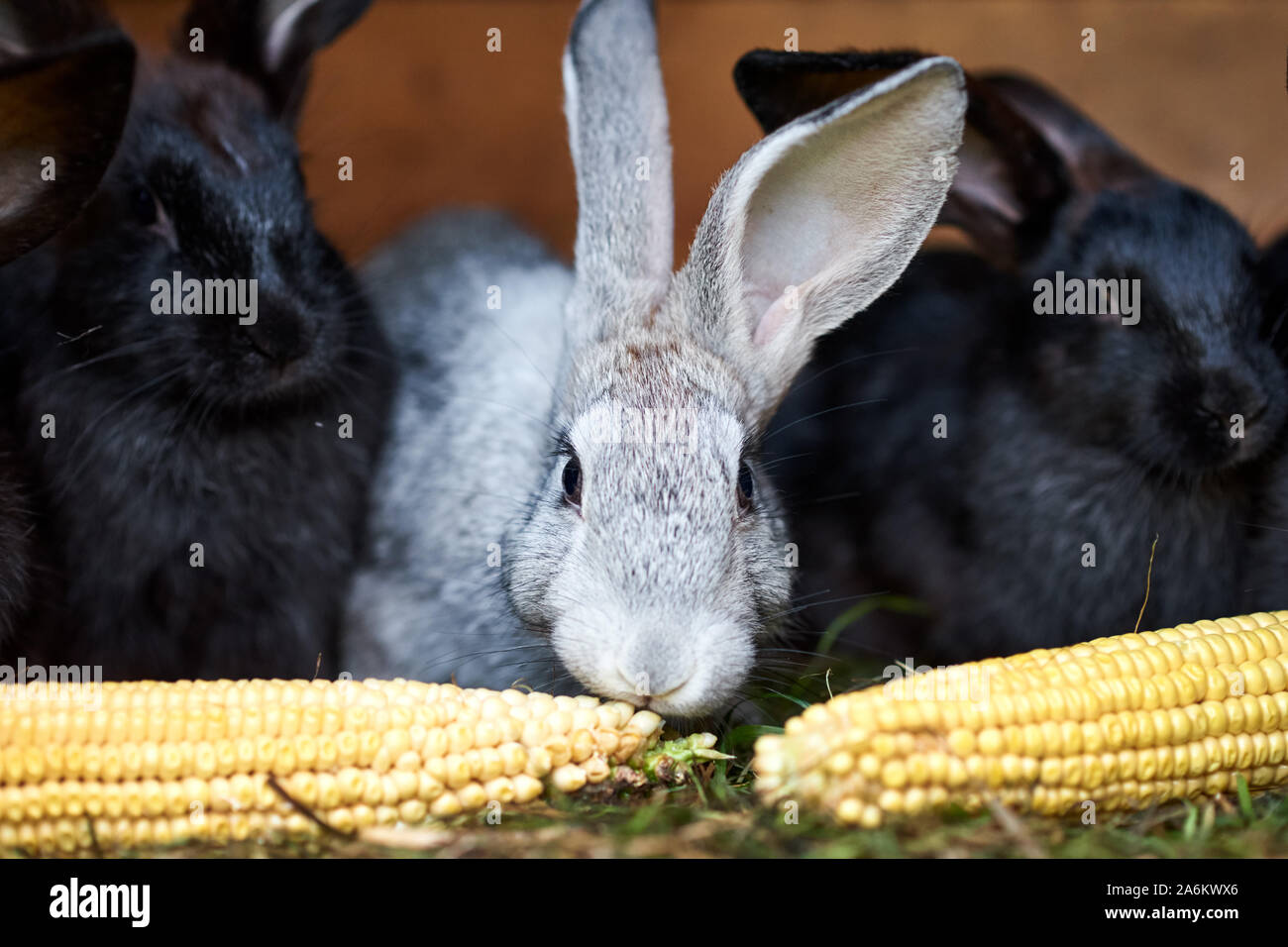 Lagomorph family hi-res stock photography and images - Alamy