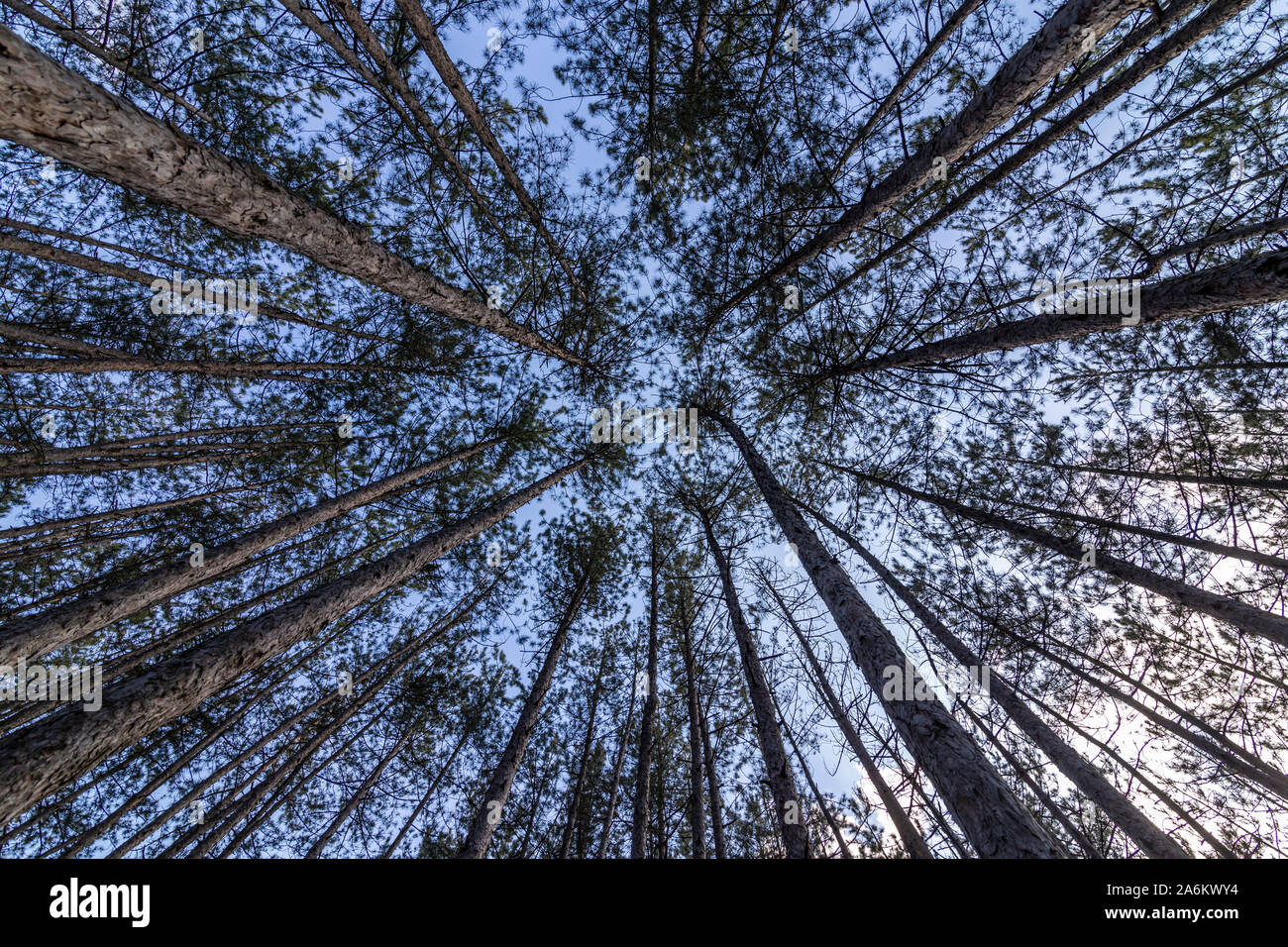 Coniferous forest up view with blue sky, clouds and sunlight peaking ...