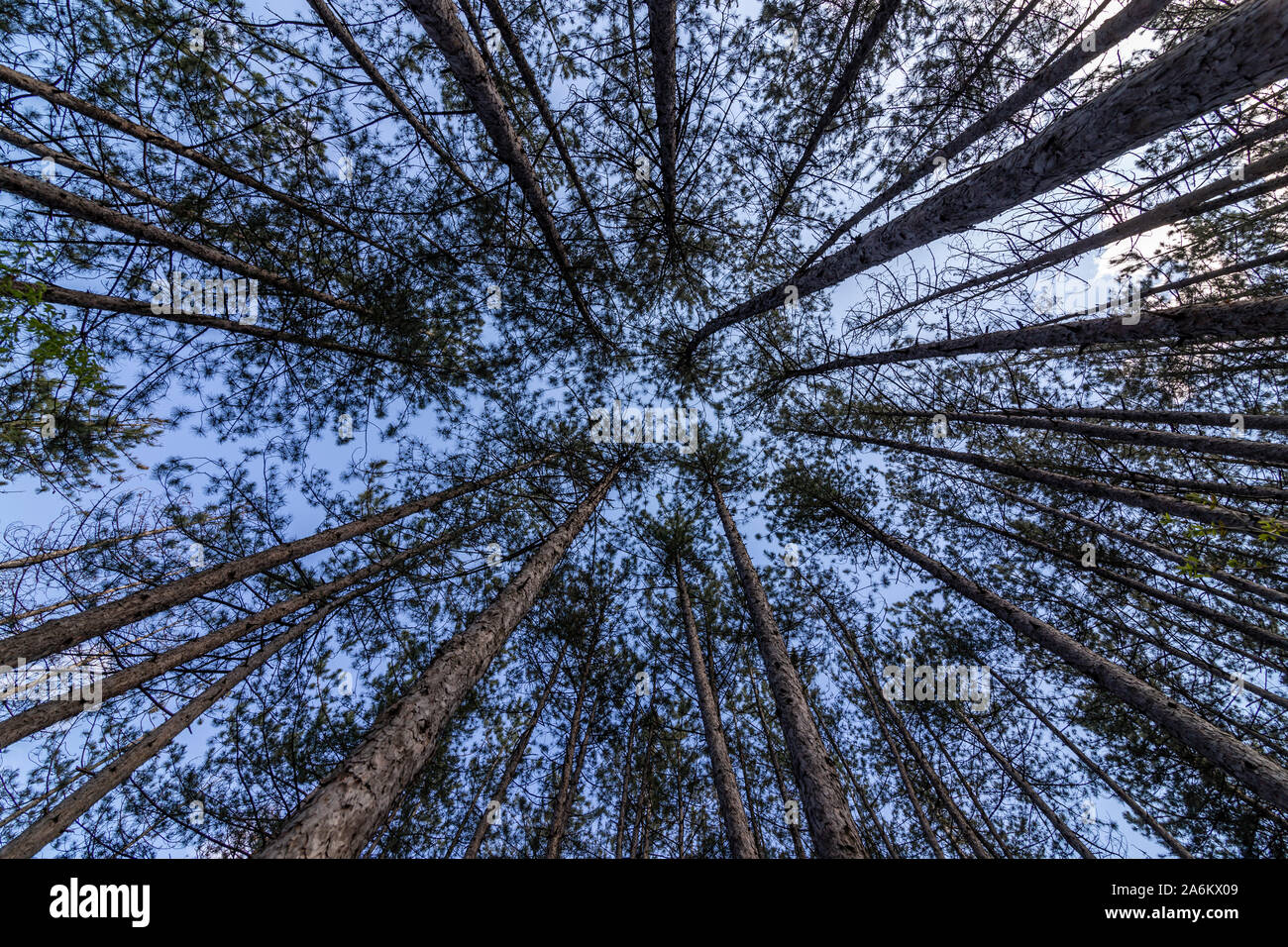 Coniferous forest up view with blue sky, clouds and sunlight peaking ...