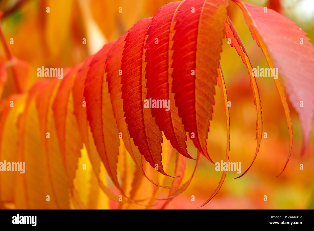 Yellow sumac hi-res stock photography and images - Alamy