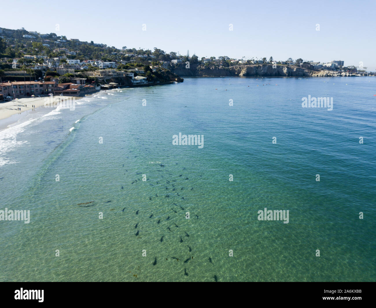 October 26, 2019, San Diego, CALIFORNIA, U.S: Leopard sharks swim in ...