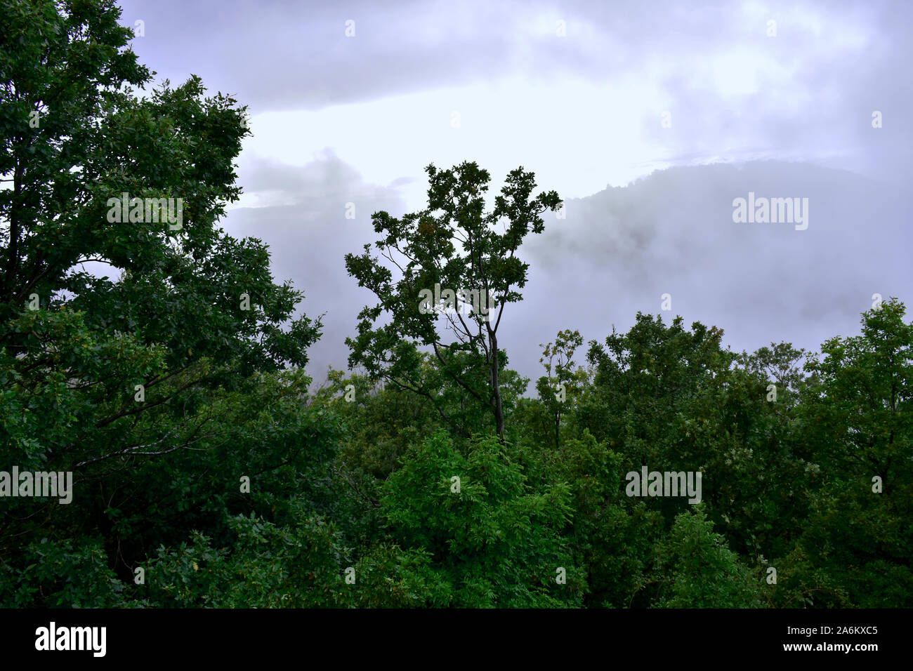 Forest after the rain hi-res stock photography and images - Alamy