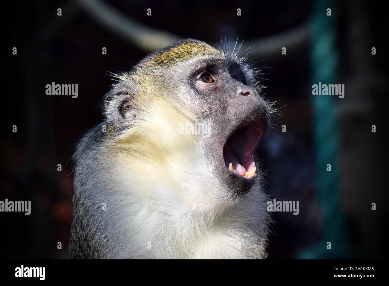 Green Monkey Open Mouth Yawning Stock Photo - Alamy