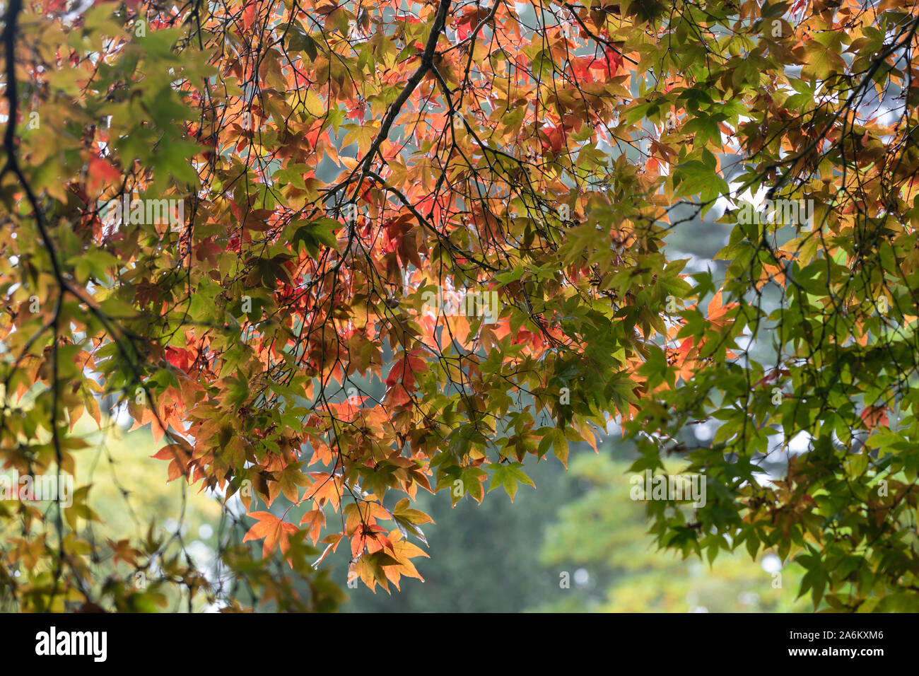 Sunlit autumn leaves of the Japanese Maple Acer Palmatum at Westonbirt ...