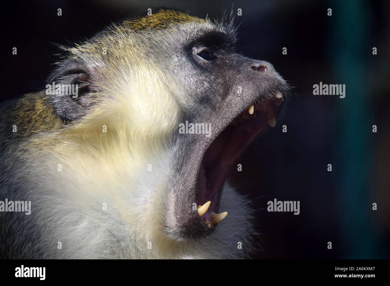 Green Monkey WIde Open Mouth Yawning Stock Photo - Alamy