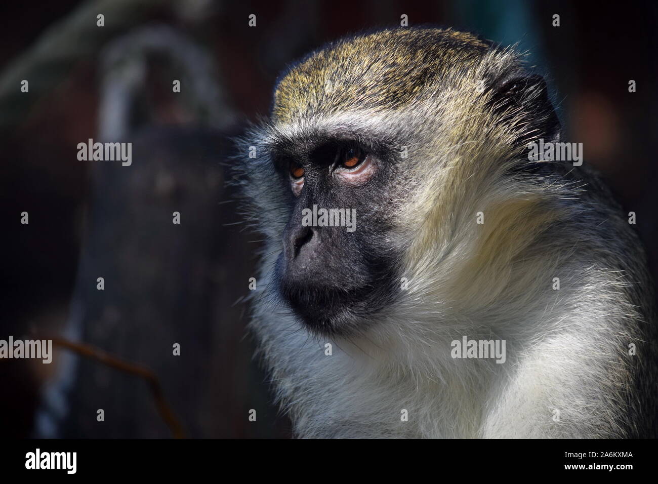 Green Monkey Looking Head Portrait Stock Photo - Alamy