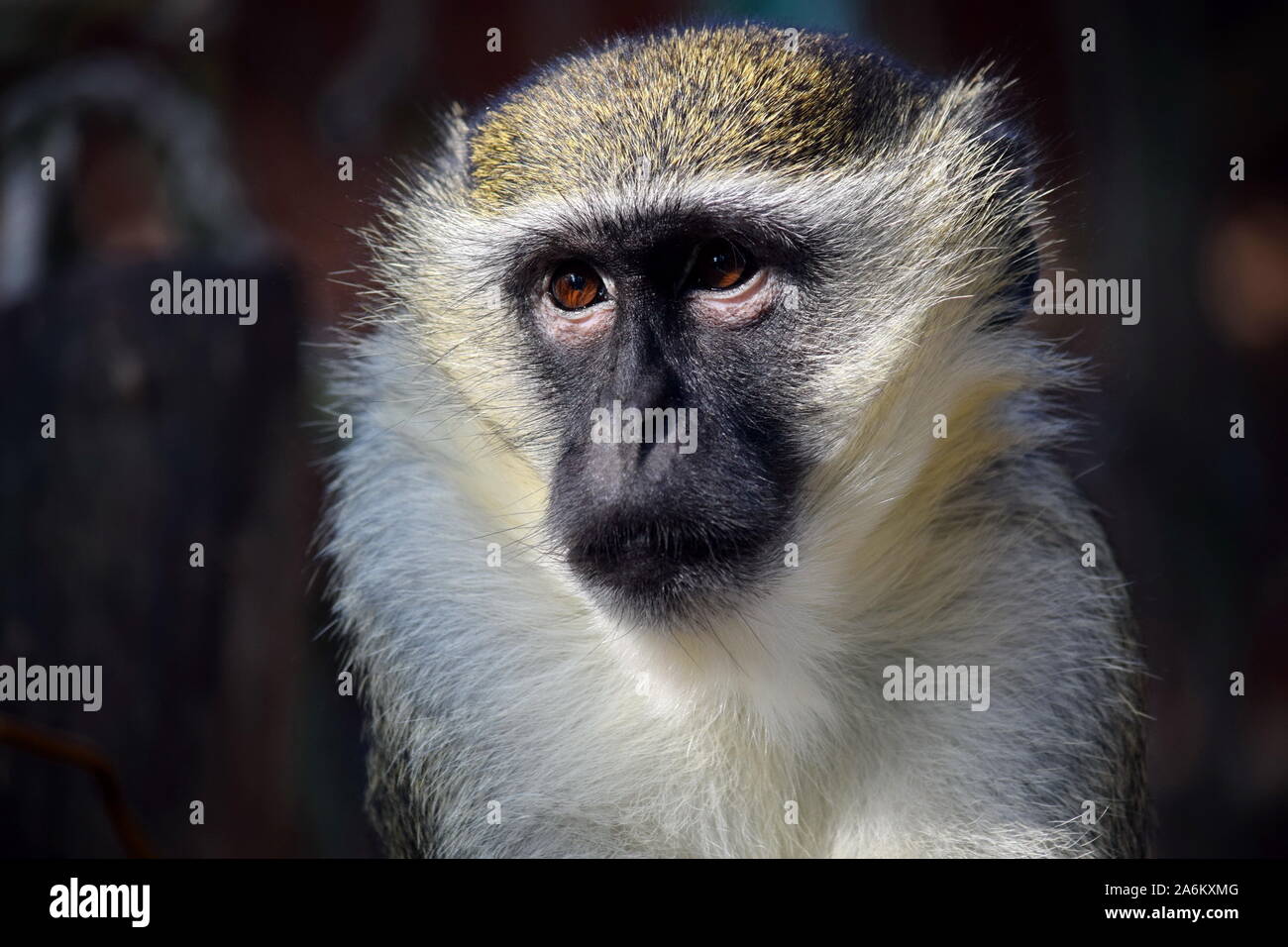 Green Monkey Looking Head Close Up Portrait Stock Photo - Alamy