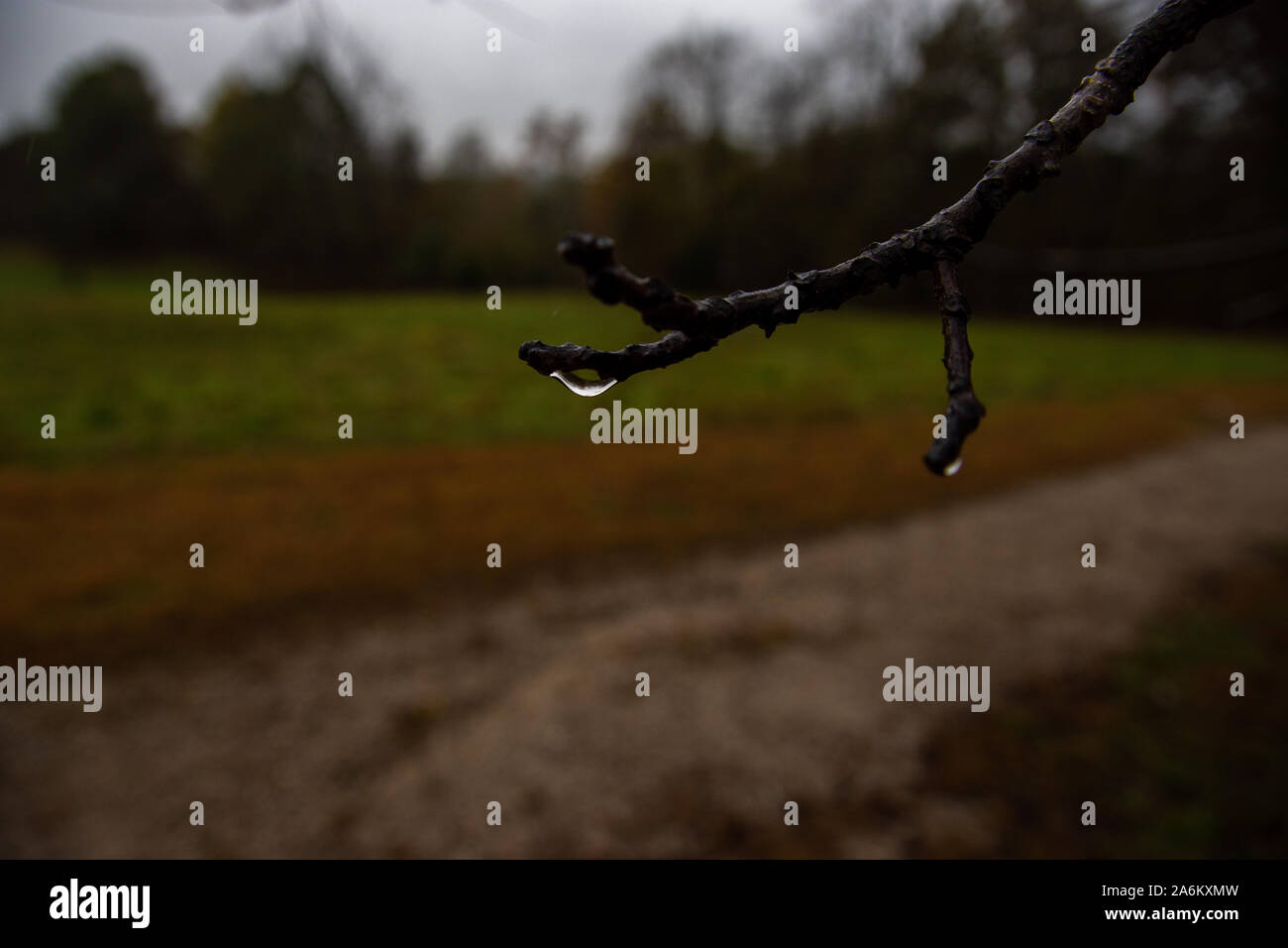 Morning dew dripping from tree branches Stock Photo - Alamy