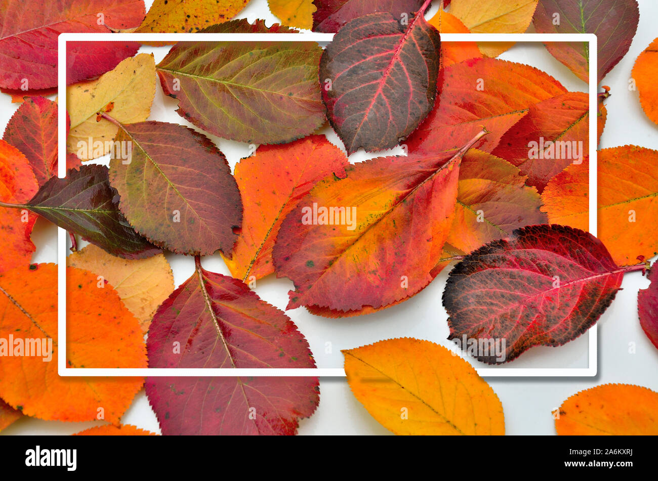 Flat lay with bright multicolored autumn chokeberry leaves and white ...