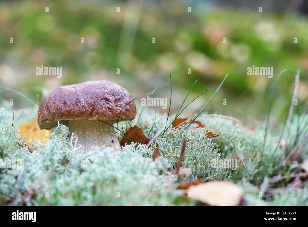 a porcini mushroom (Boletus edulis) in the autumn in the forest Stock ...