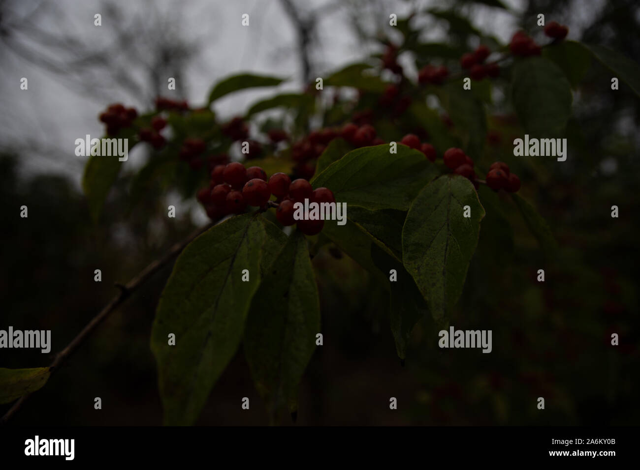 Red berry's on a tree. Close up Stock Photo - Alamy