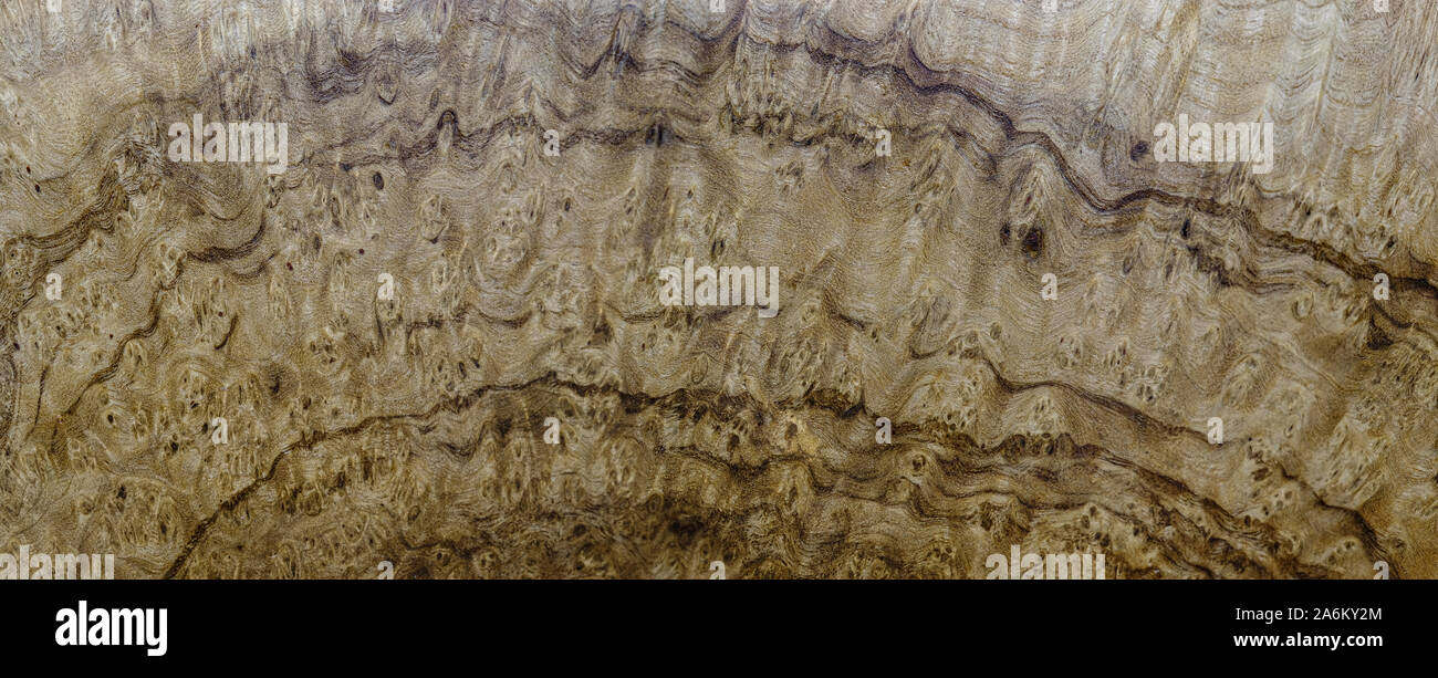 Nature walnut burl wood Grain texture background panorama Stock Photo ...