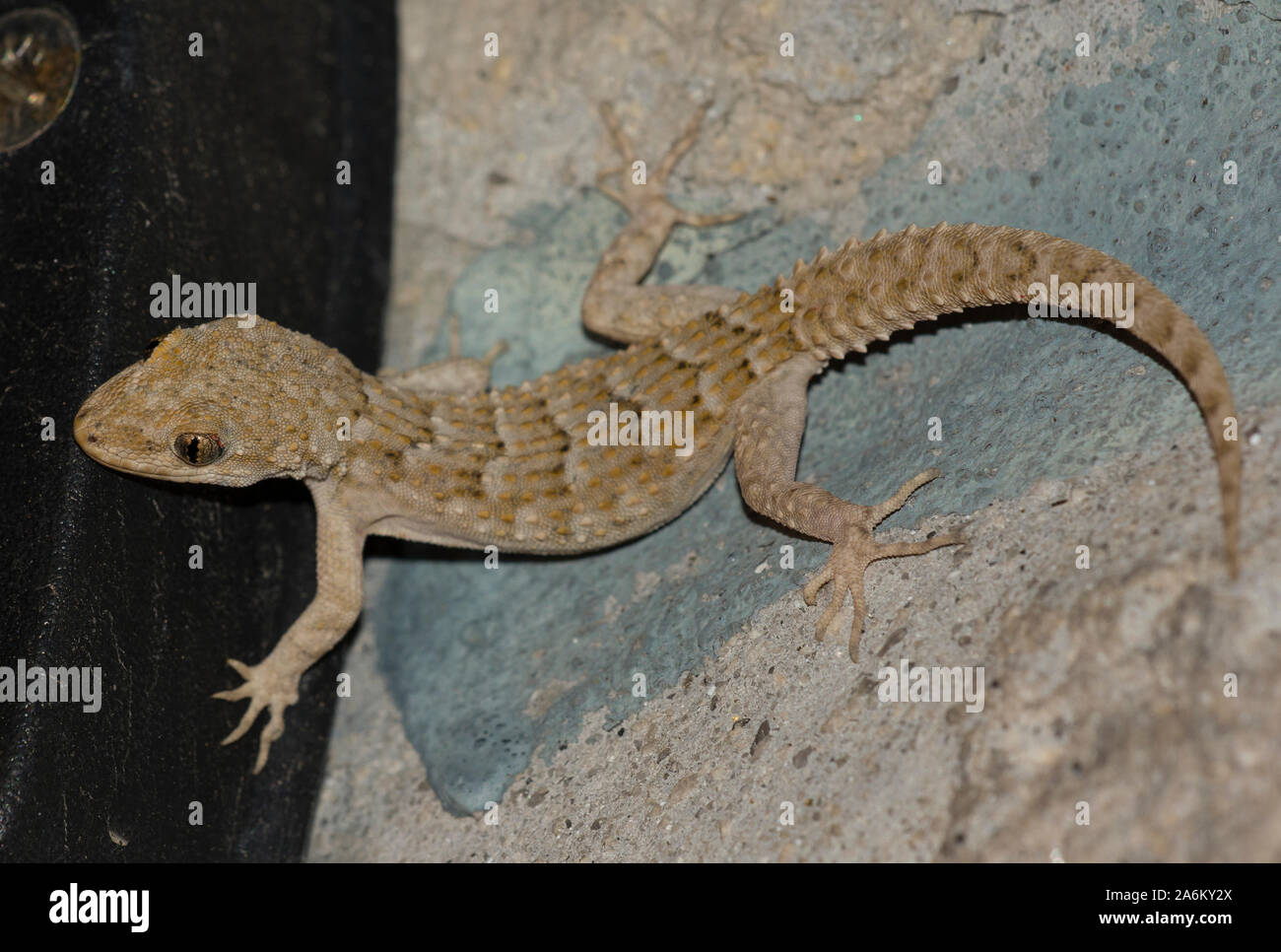 Lizards of the cyclades islands hi-res stock photography and images - Alamy