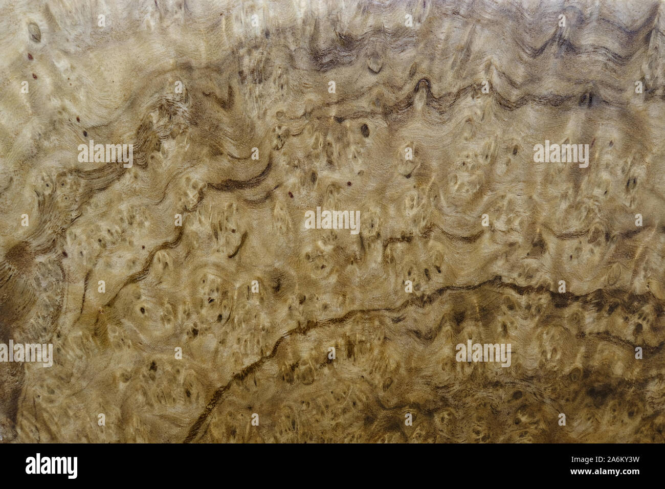 Nature walnut burl wood Grain texture background Stock Photo - Alamy