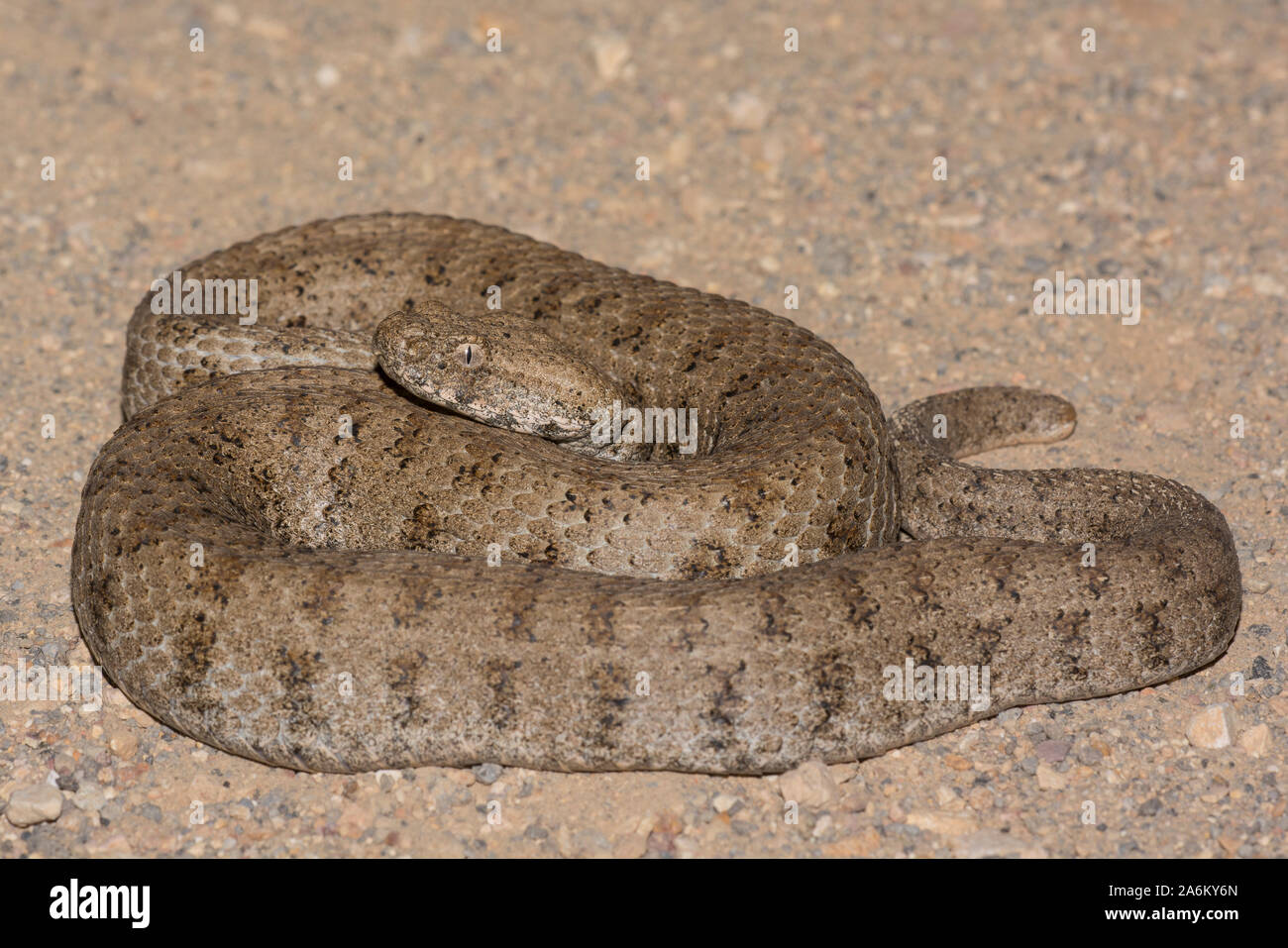 Blunt nosed viper lebetine viper hi-res stock photography and images ...