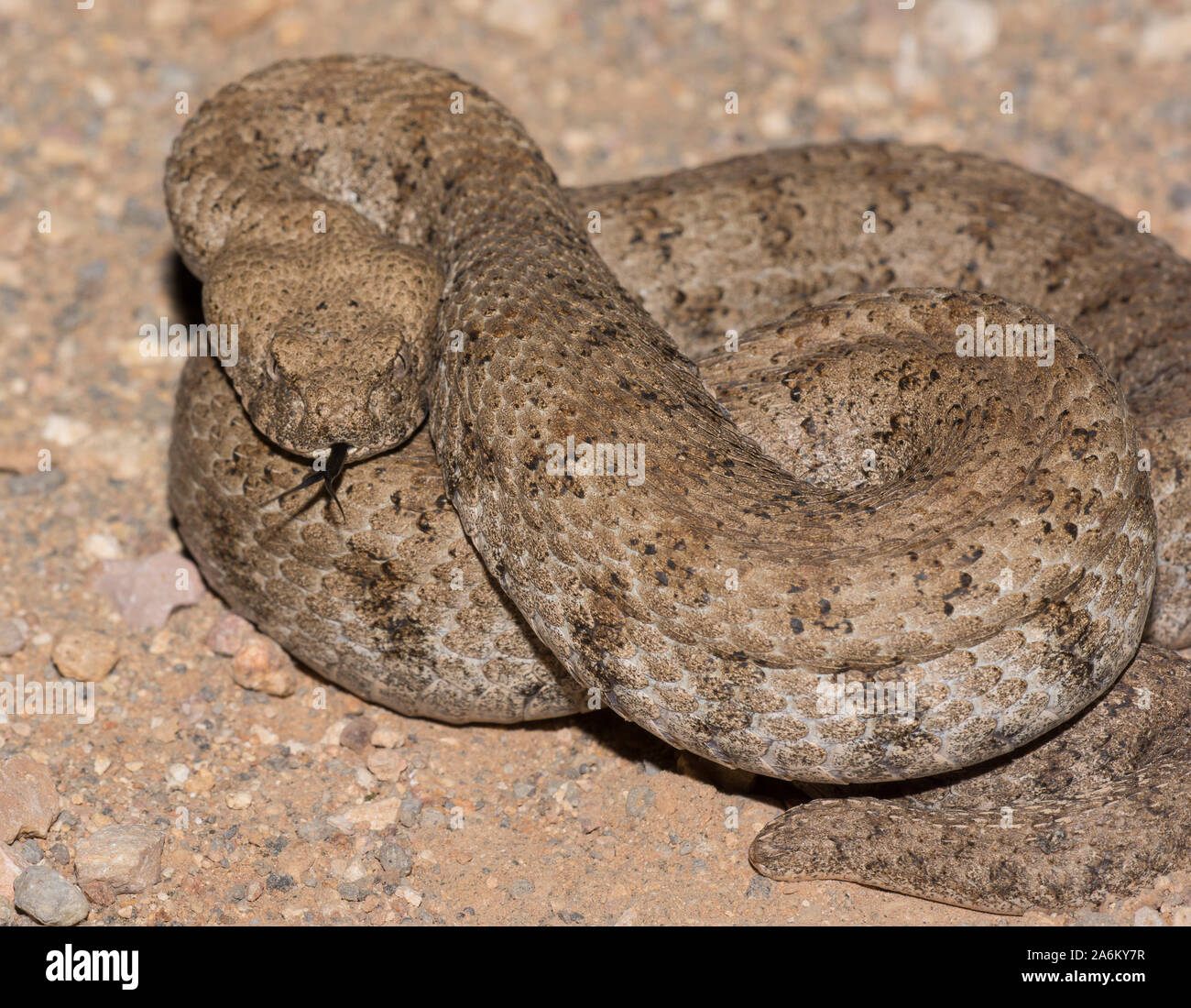 Adult Blunt-nosed Viper (Macrovipera lebetina) on the Greek Island of ...