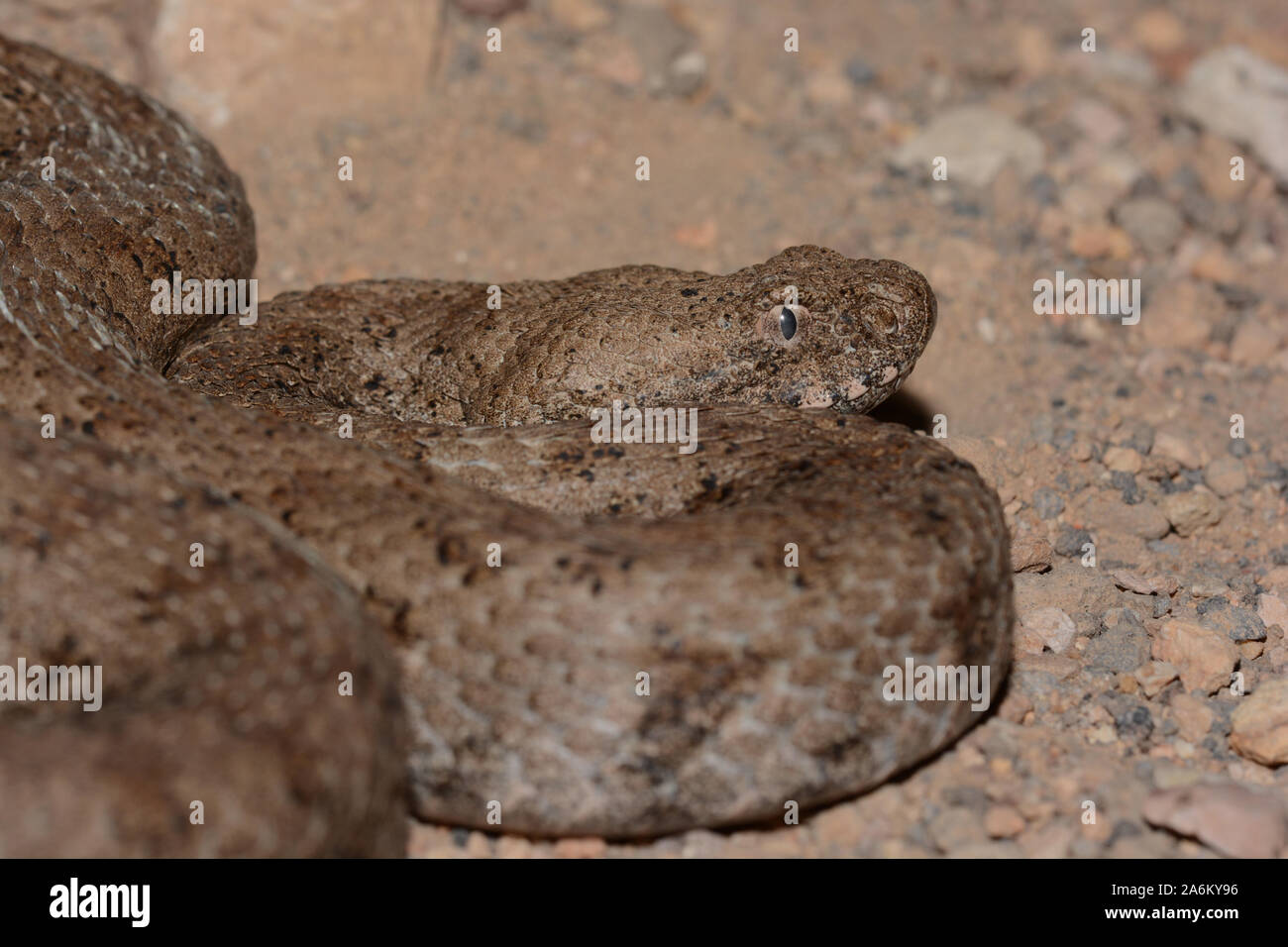 Adult Blunt-nosed Viper (Macrovipera lebetina) on the Greek Island of ...