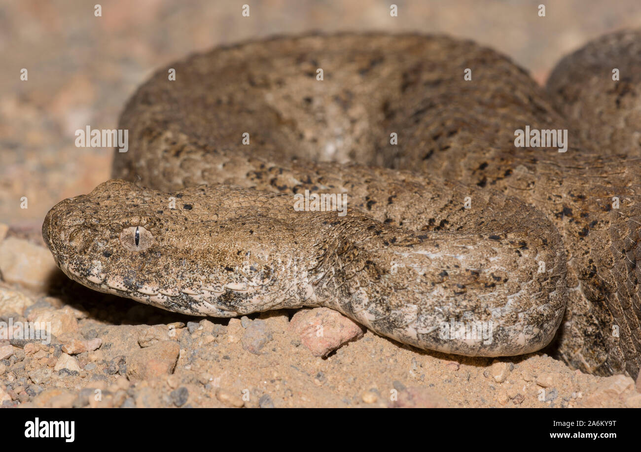 Adult Blunt-nosed Viper (Macrovipera lebetina) on the Greek Island of ...
