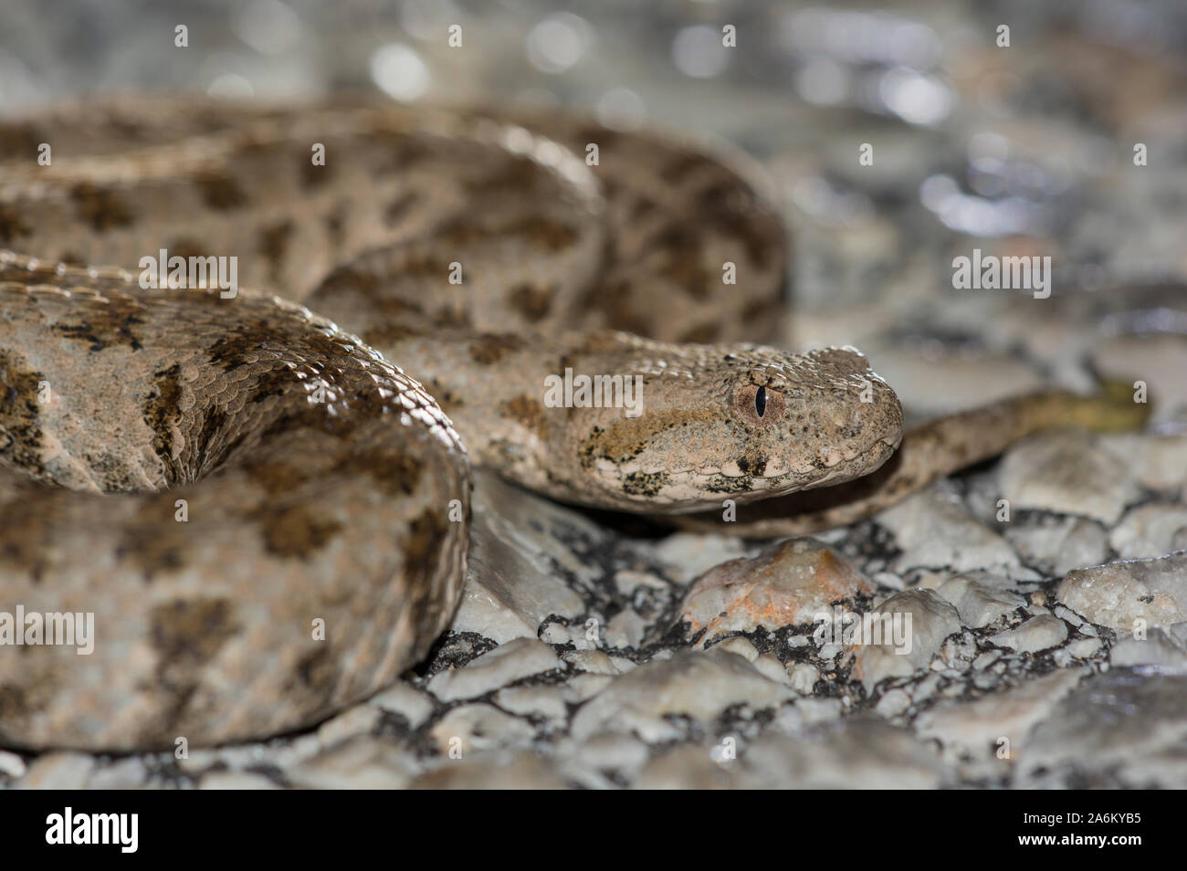 Juvenile Blunt-nosed Viper (Macrovipera lebetina) on the Greek Island ...