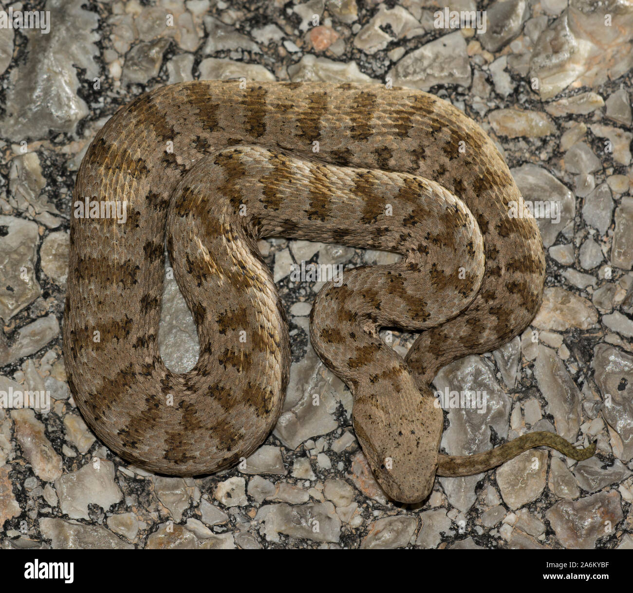 Juvenile adder hi-res stock photography and images - Alamy