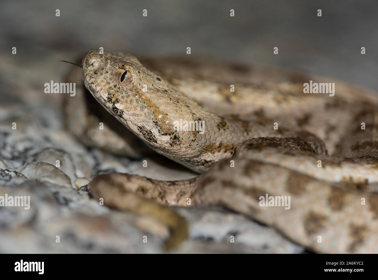 Juvenile blunt nosed viper hi-res stock photography and images - Alamy