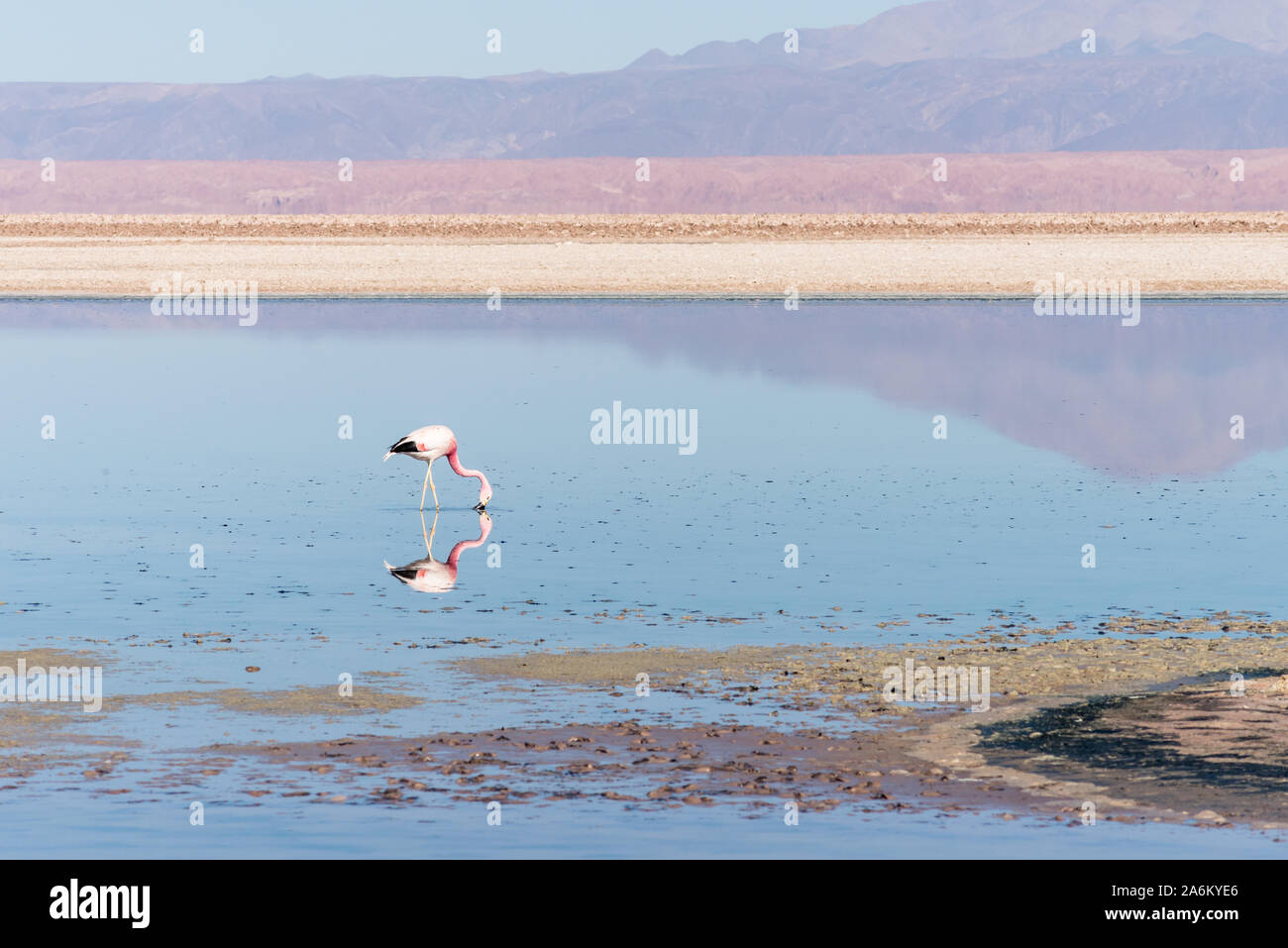 Laguna Chaxa, San Pedro de Atacama, Chile Stock Photo - Alamy