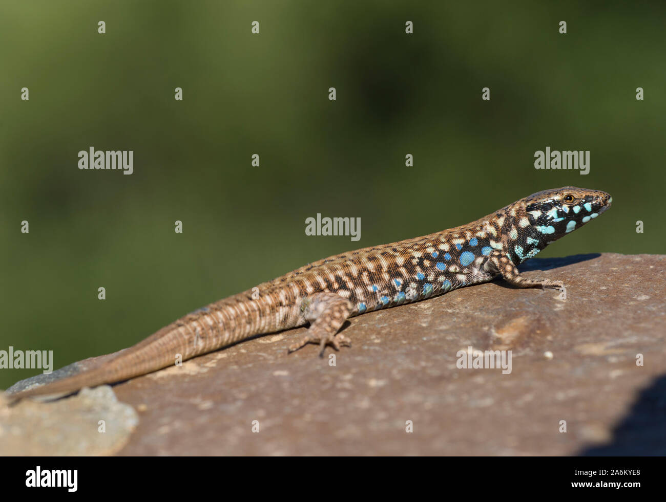 Santorini lizard hi-res stock photography and images - Alamy
