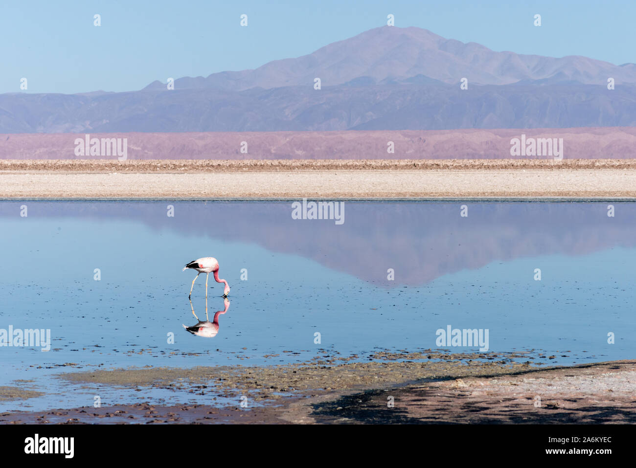 Laguna Chaxa, San Pedro de Atacama, Chile Stock Photo - Alamy