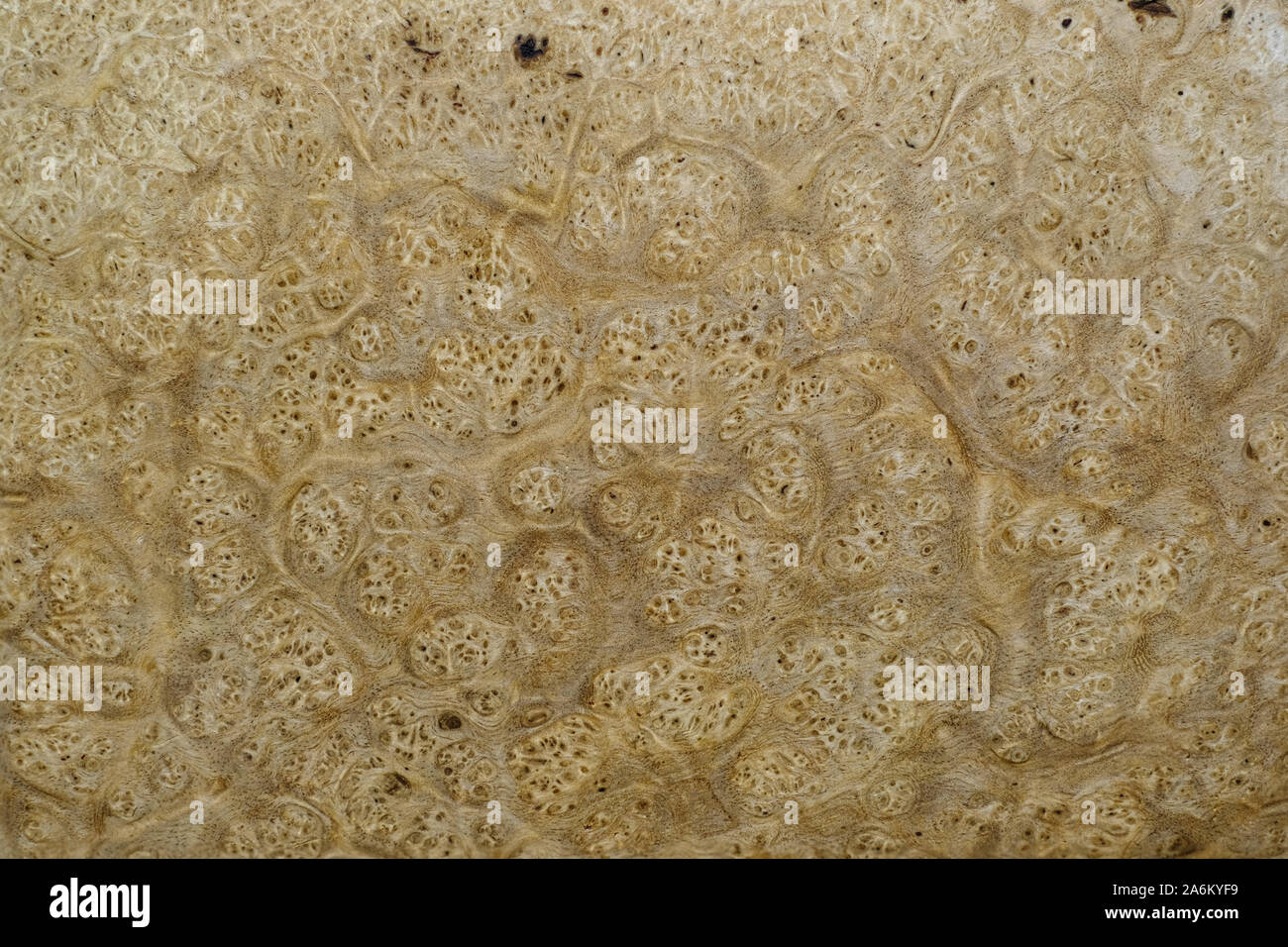 Nature walnut burl wood striped texture background Stock Photo - Alamy