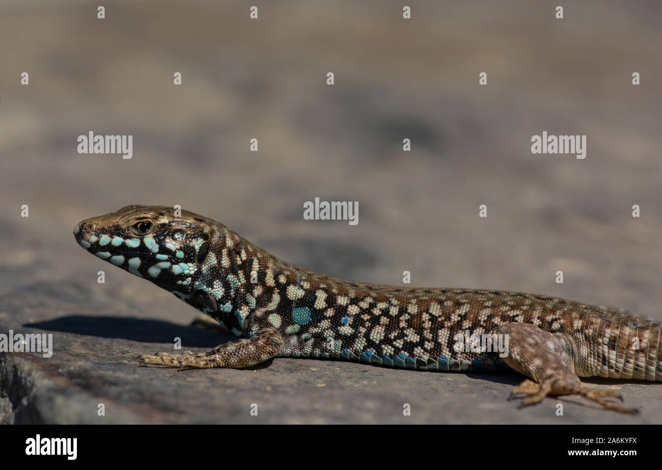 Male Milos Wall Lizard (Podarcis milensis) basking on a wall on the ...