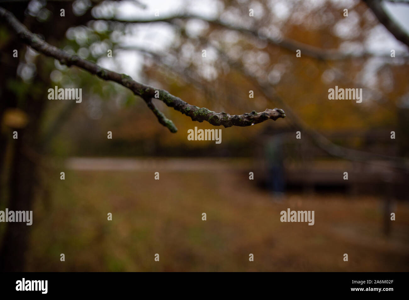 Morning dew dripping from tree branches Stock Photo - Alamy