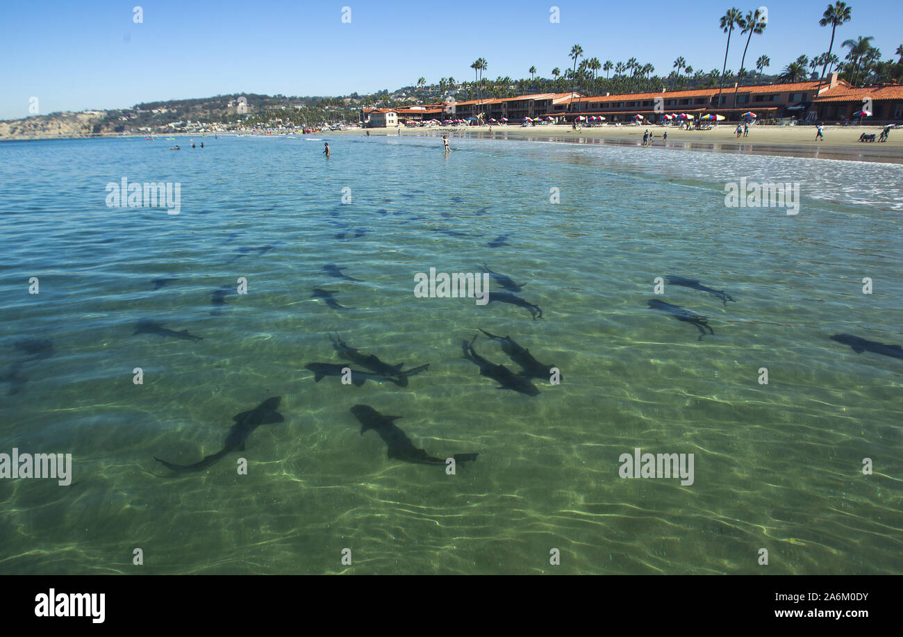 October 26, 2019, San Diego, CALIFORNIA, U.S: Leopard sharks swim in ...